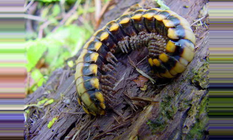 The Millipede (arthropod), Costa Rica