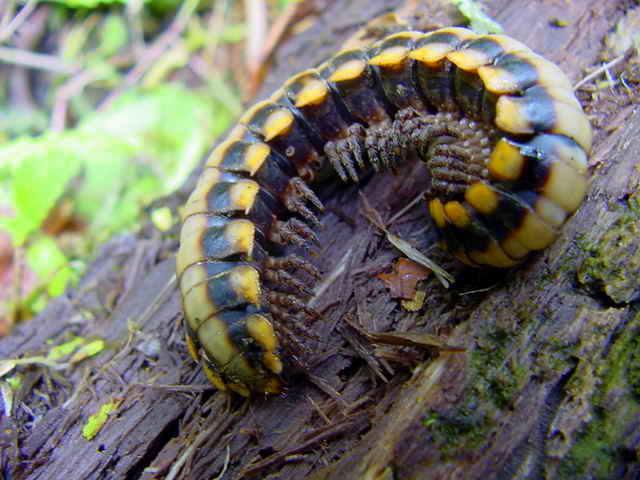 The Millipede (arthropod)