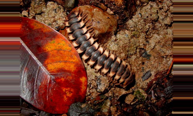 The Millipede (arthropod), Costa Rica