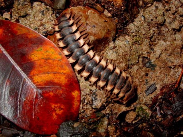 The Millipede (arthropod)