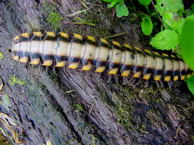 The Millipede (arthropod)