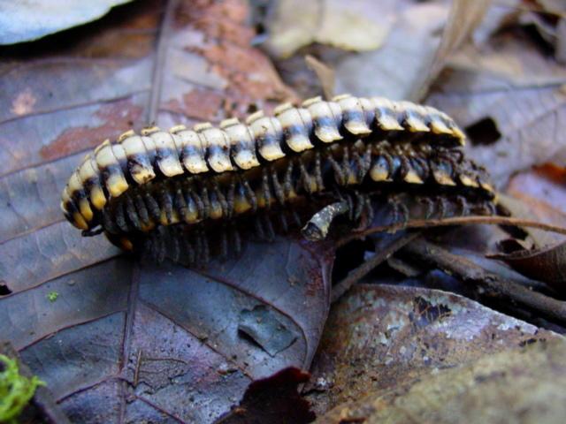 The Millipede (arthropod)