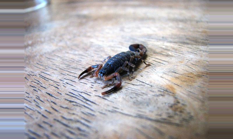The Scorpion (arachnid), Costa Rica