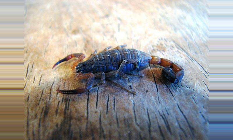 The Scorpion (arachnid), Costa Rica