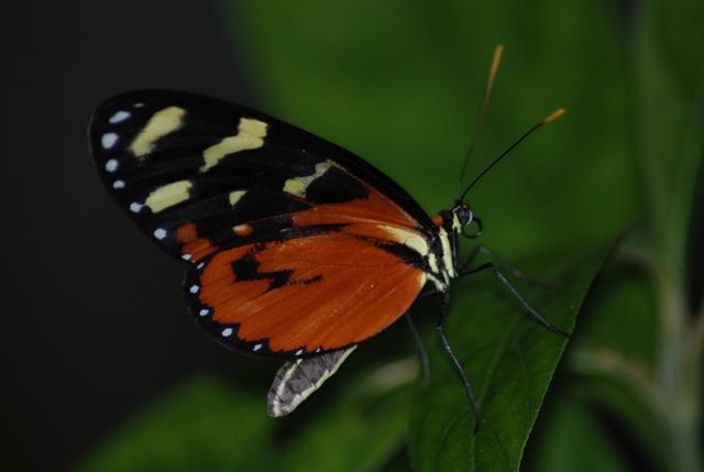 The Spotted Longwing