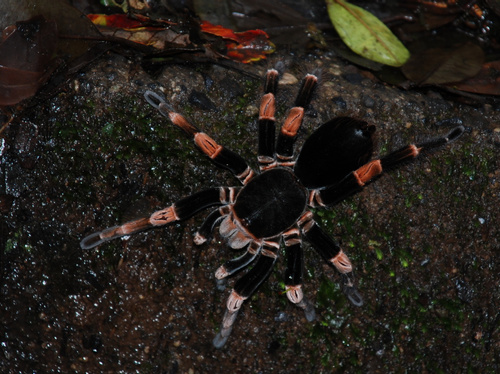 tarantuña