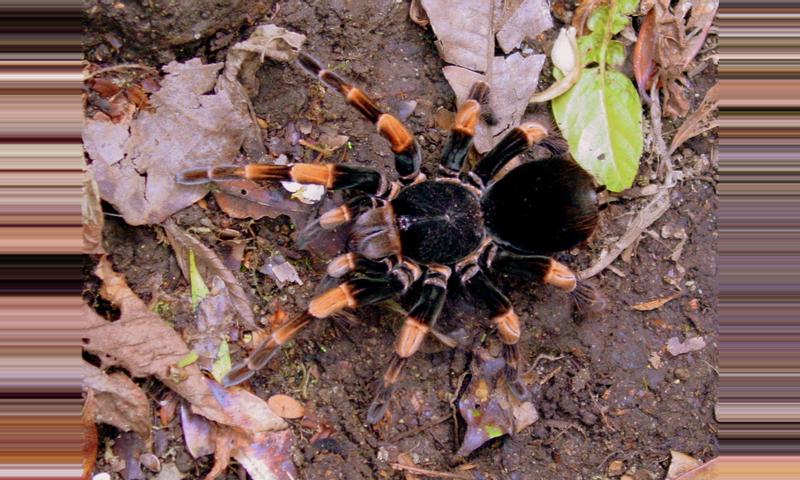 The Tarantula (arachnid), Costa Rica