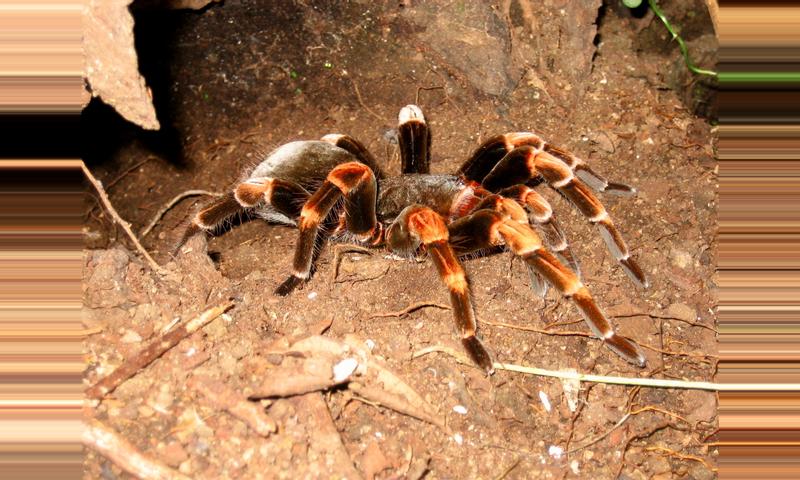 The Tarantula (arachnid), Costa Rica