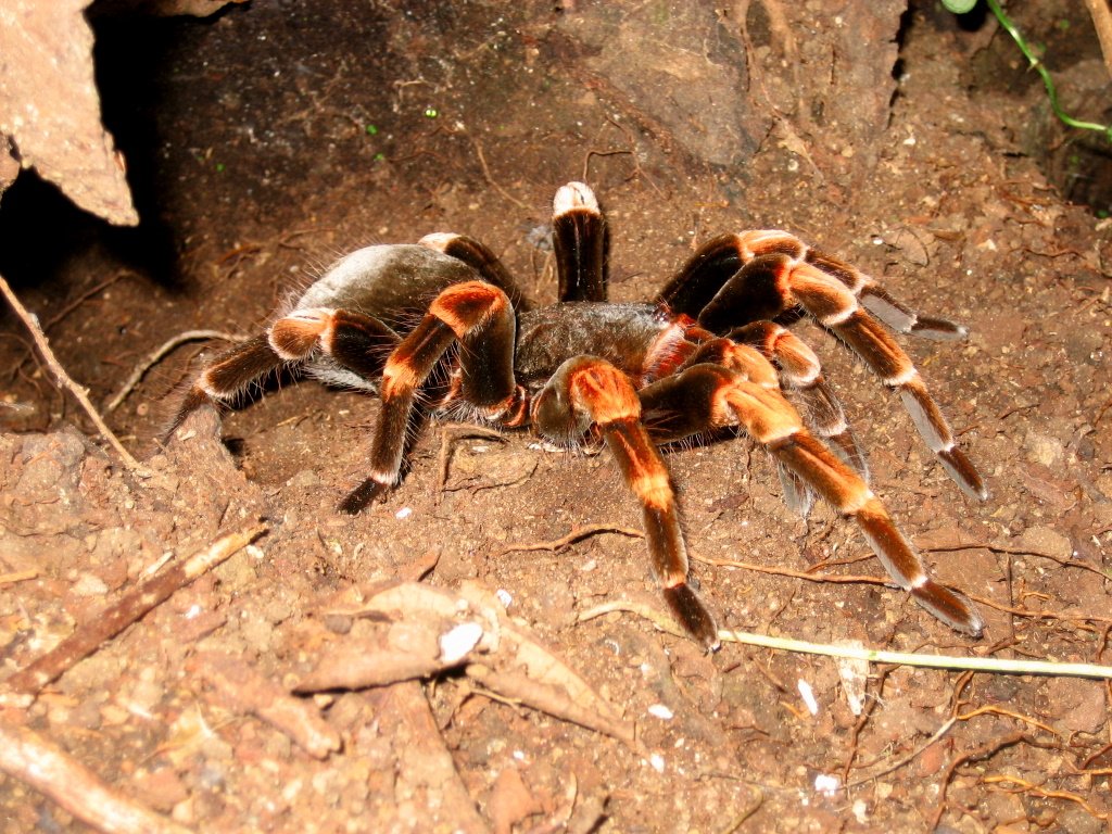 The Tarantula (arachnid)