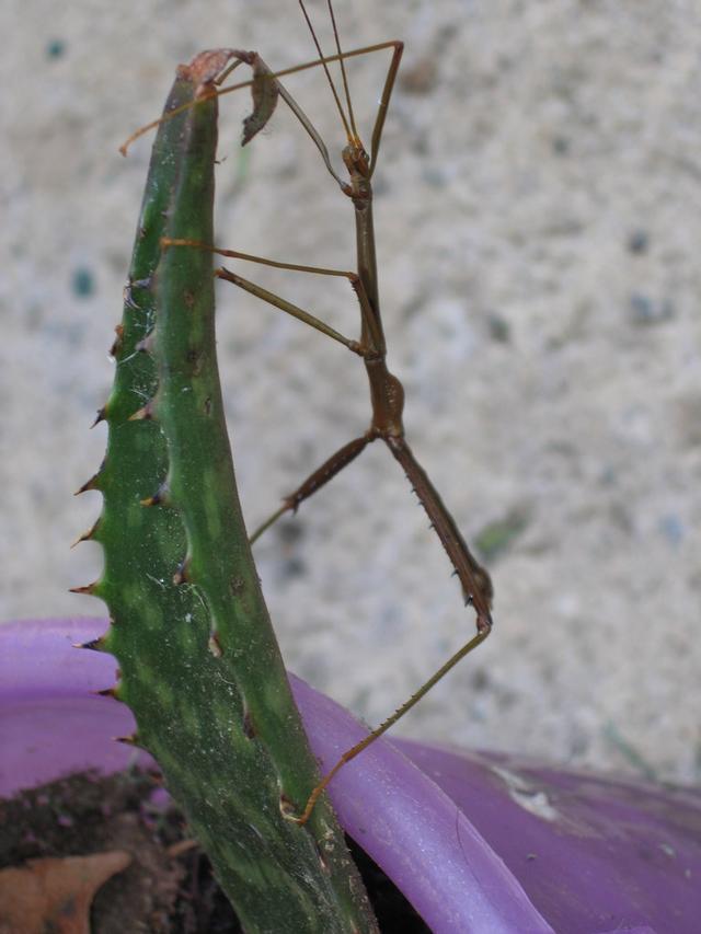 The Walking Stick (insect)
