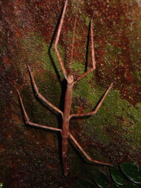 The Walking Stick (insect)