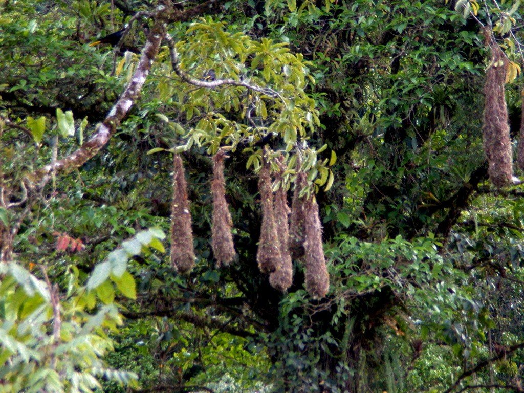 Chestnut-headed Oropendola