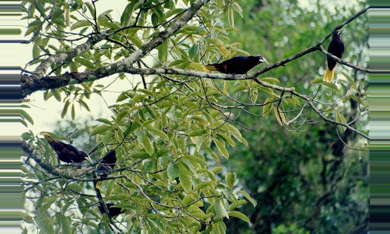 Chestnut-headed Oropendola, Costa Rica