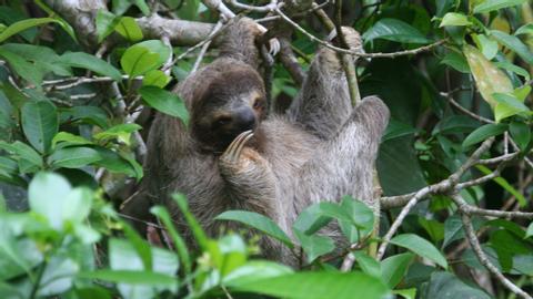 The Three-Toed Sloth