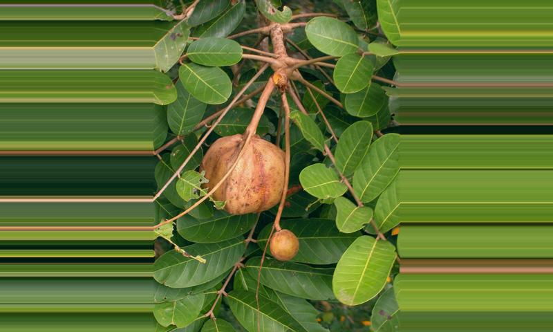 Andiroba (Cedro macho) – Carapa guianensis