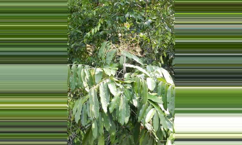 Andiroba (Cedro macho) – Carapa guianensis