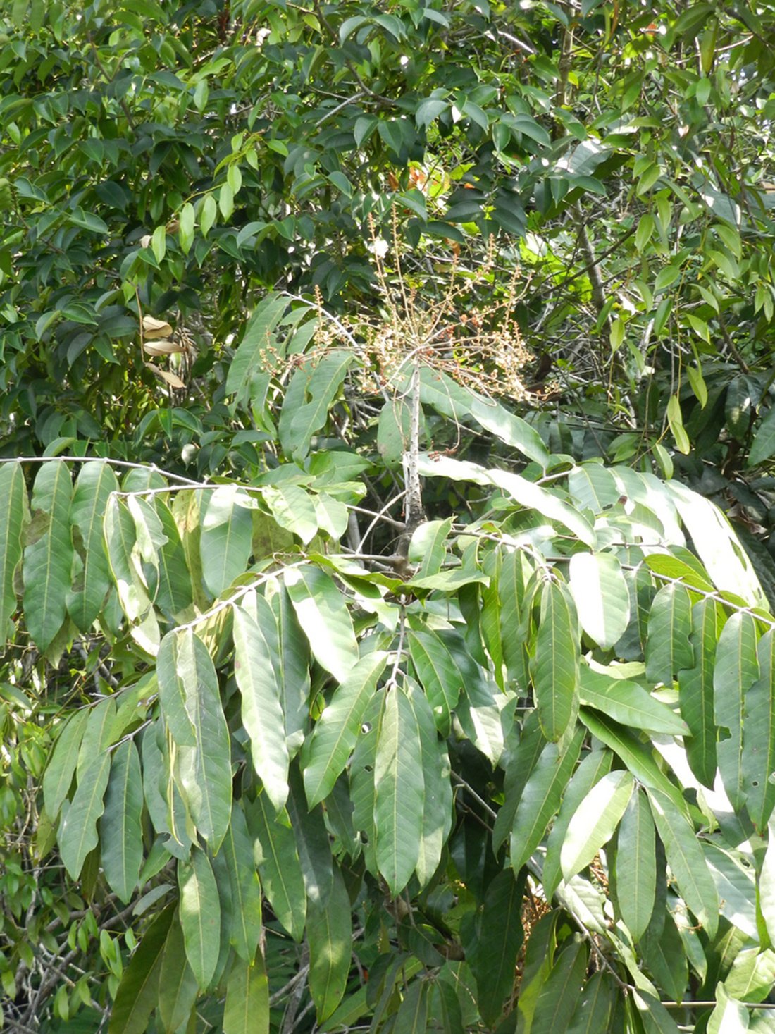 Andiroba Tree (Cedro macho) – Carapa guianensis