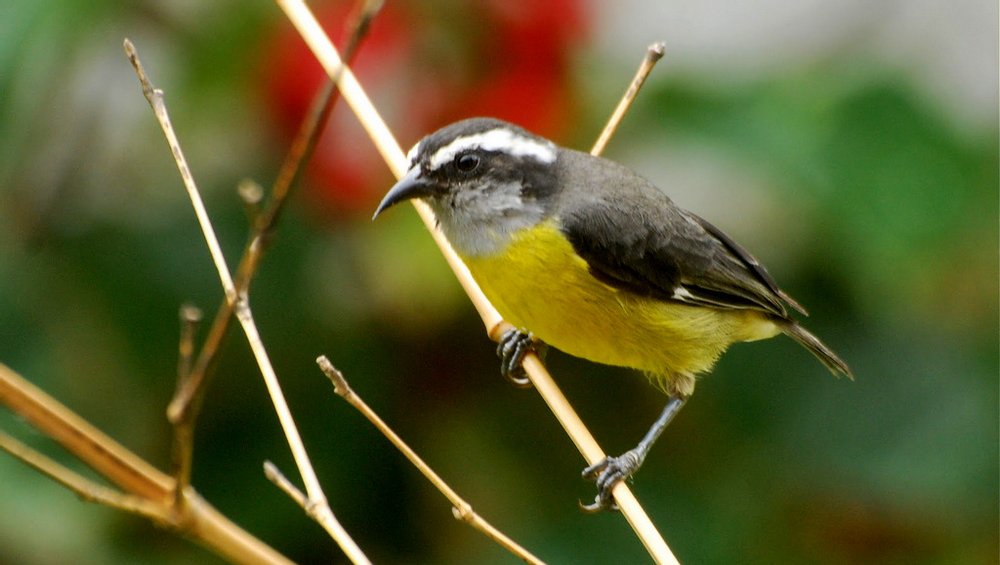 The Bananaquit (bird)