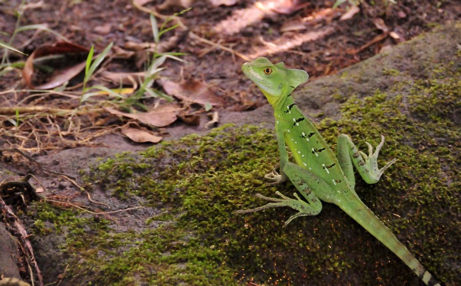 The Common Basilisk