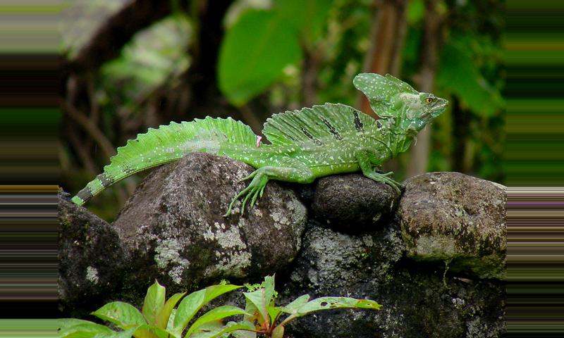 The Common Basilisk, Costa Rica
