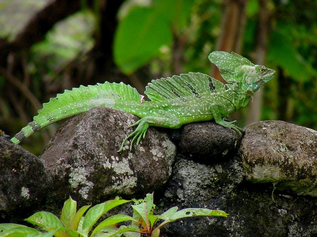 The Common Basilisk