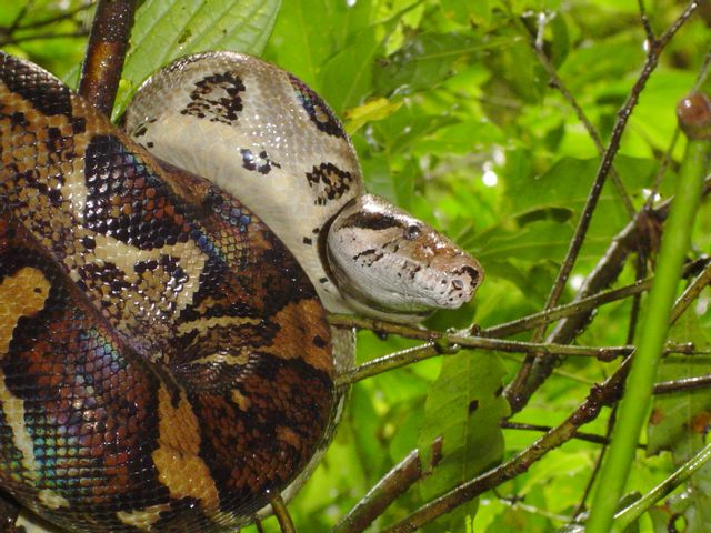 Largest Boa Constrictor Ever