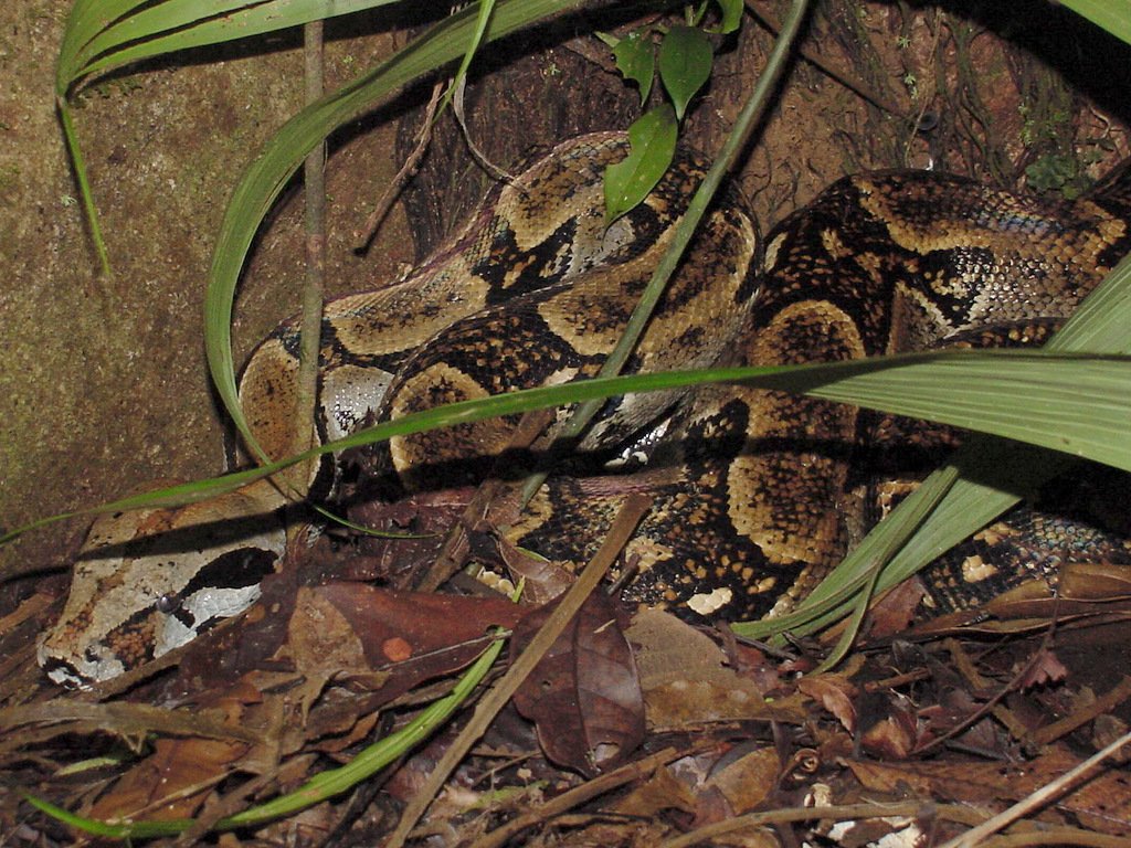 The Boa Constrictor