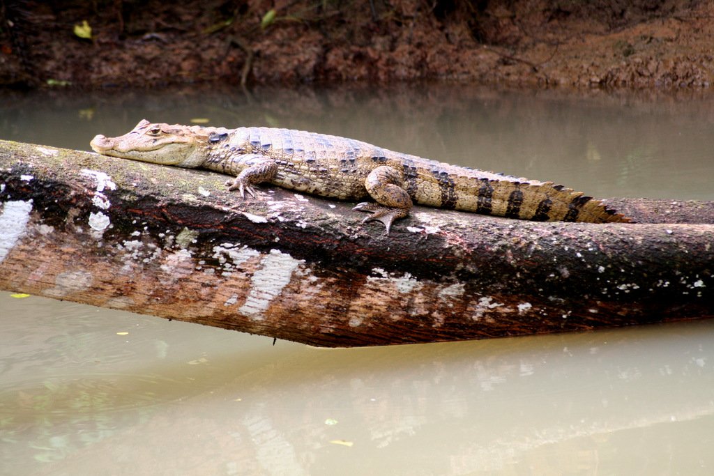 Spectacled Caiman