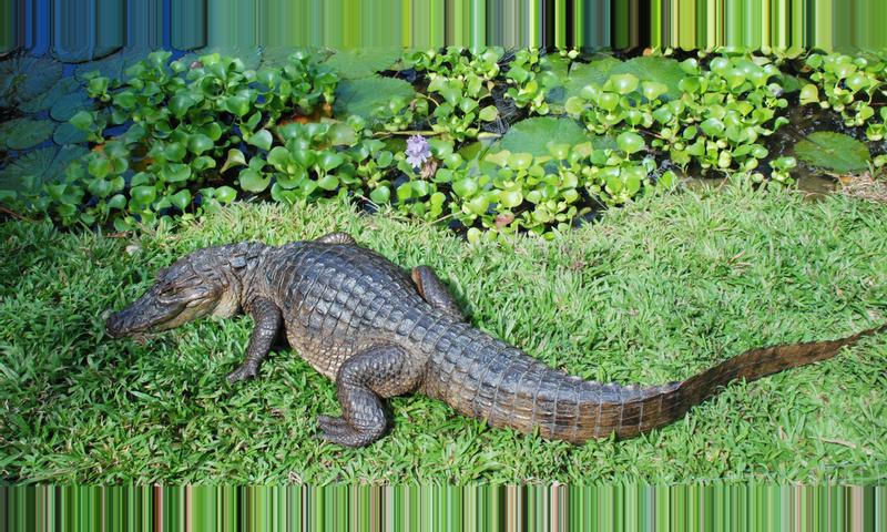 Spectacled Caiman , Costa Rica