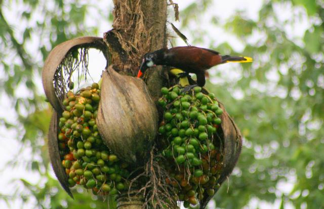 Chestnut-headed Oropendola