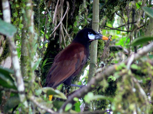 Chestnut-headed Oropendola