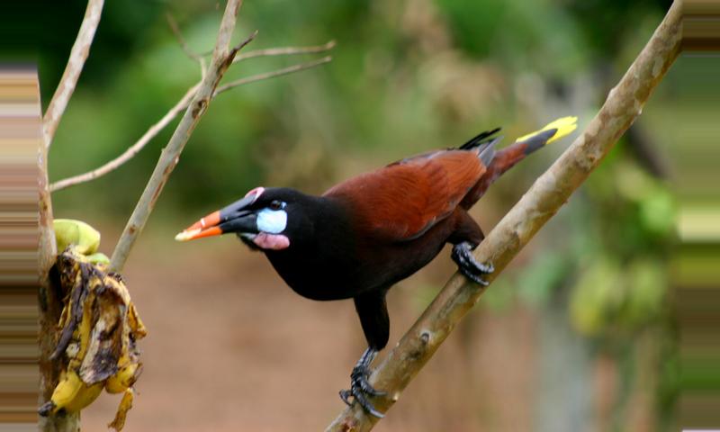Chestnut-headed Oropendola, Costa Rica