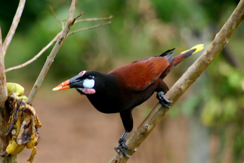Chestnut-headed Oropendola