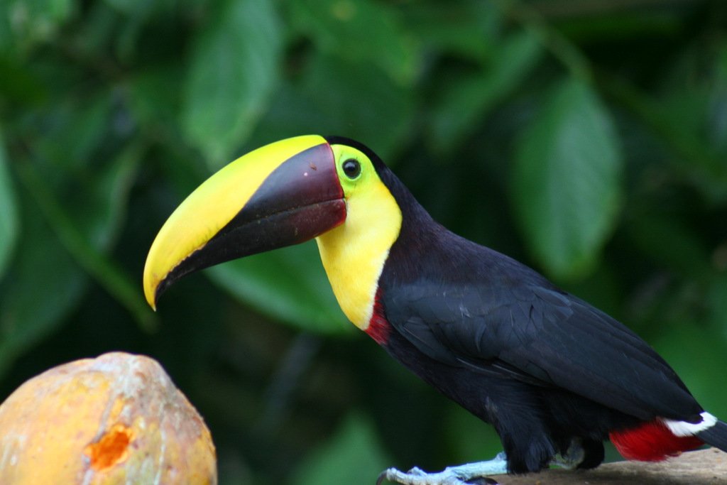 Chestnut-mandibled Toucan