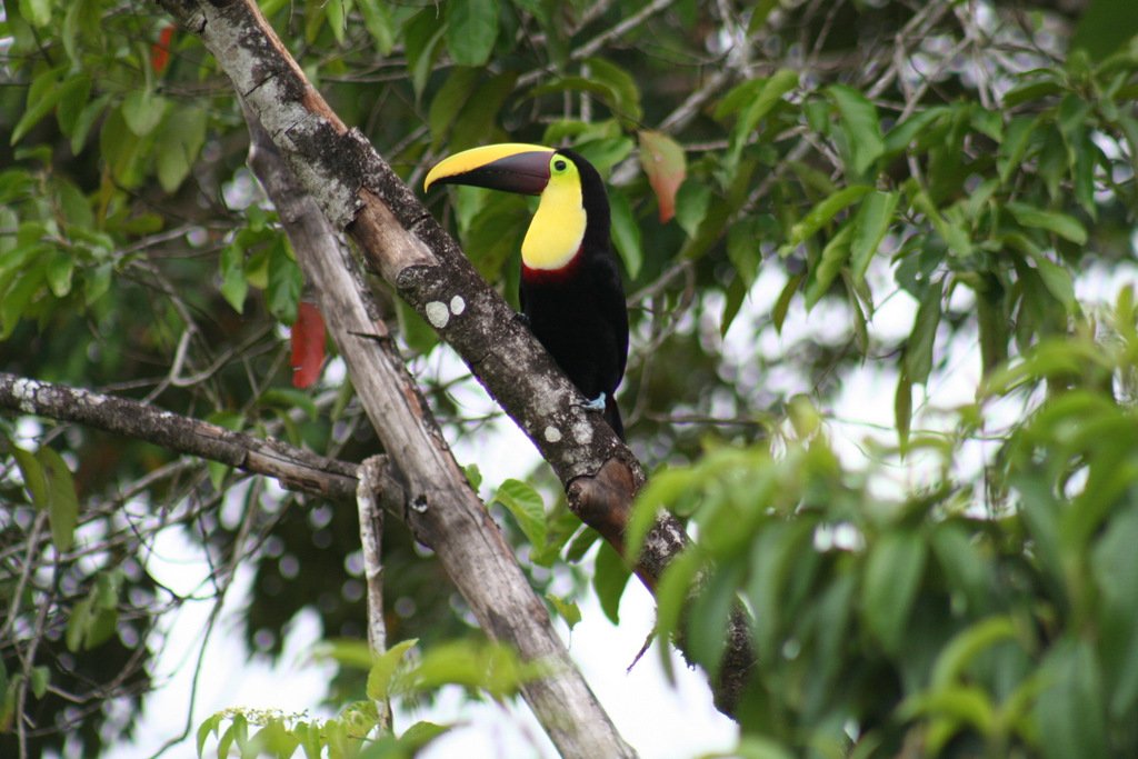 Chestnut-mandibled Toucan