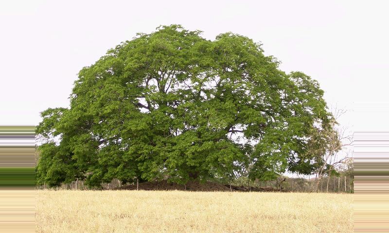 Elephant Ear Tree – Enterolobium cyclocarpum