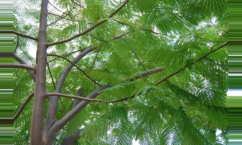 Elephant Ear Tree – Enterolobium cyclocarpum