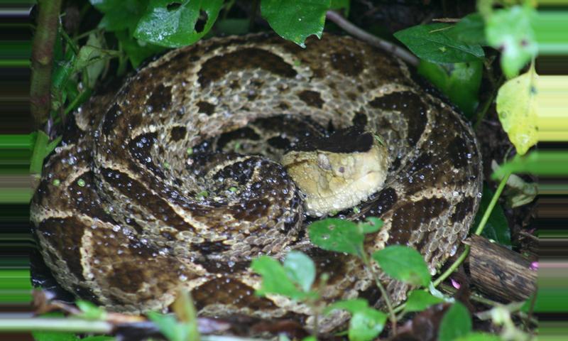 The Fer-de-Lance, Costa Rica