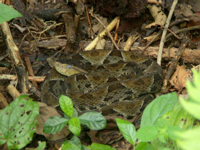 The Fer-de-Lance