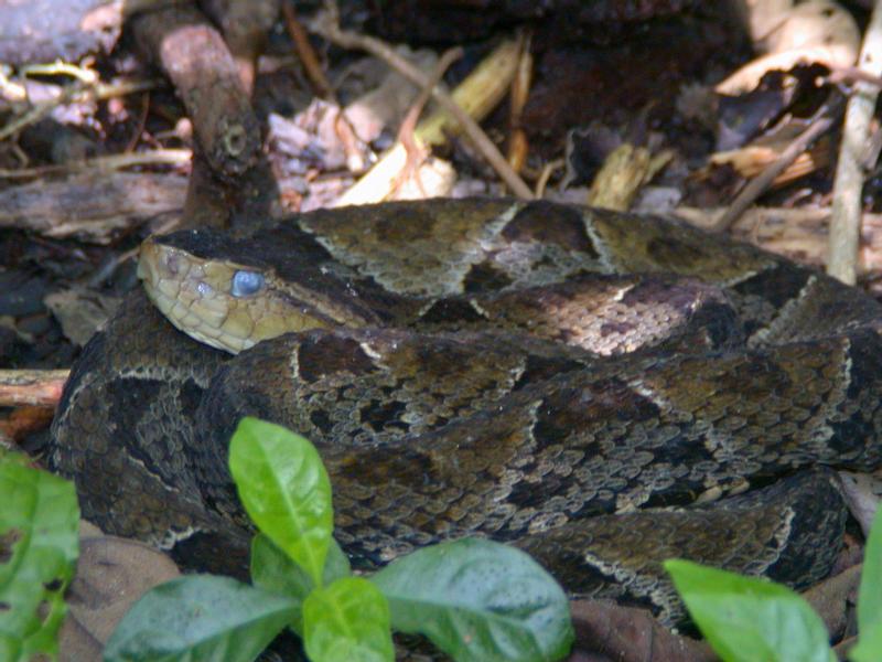 The Fer-de-Lance