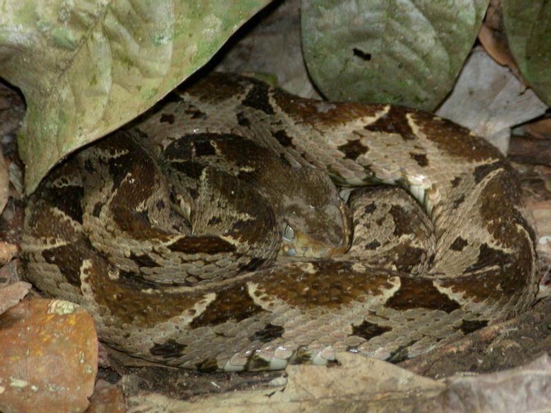 The Fer-de-Lance