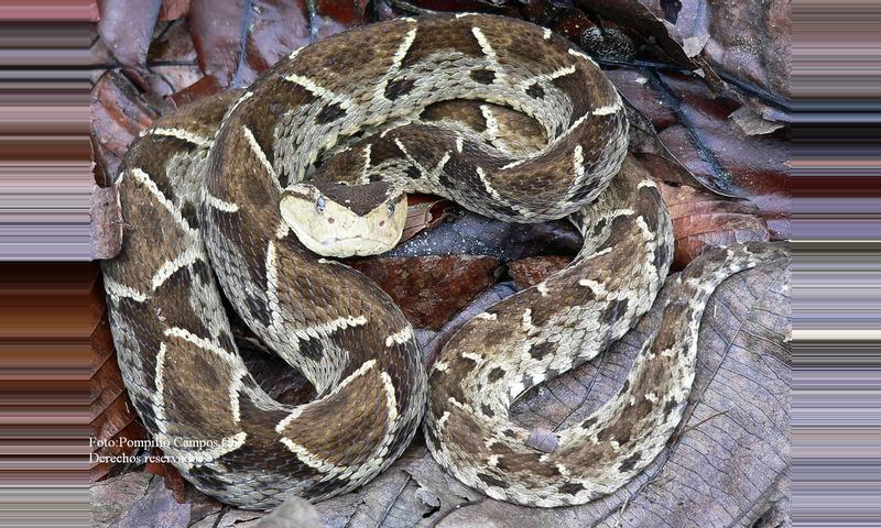 The Fer-de-Lance, Costa Rica
