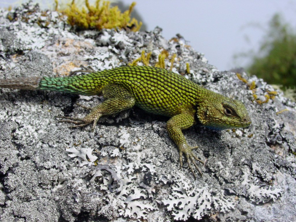 Spiny Green Lizard