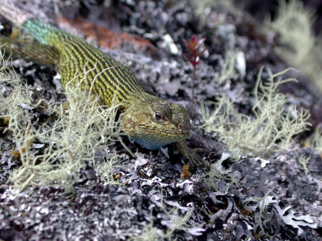 Spiny Green Lizard