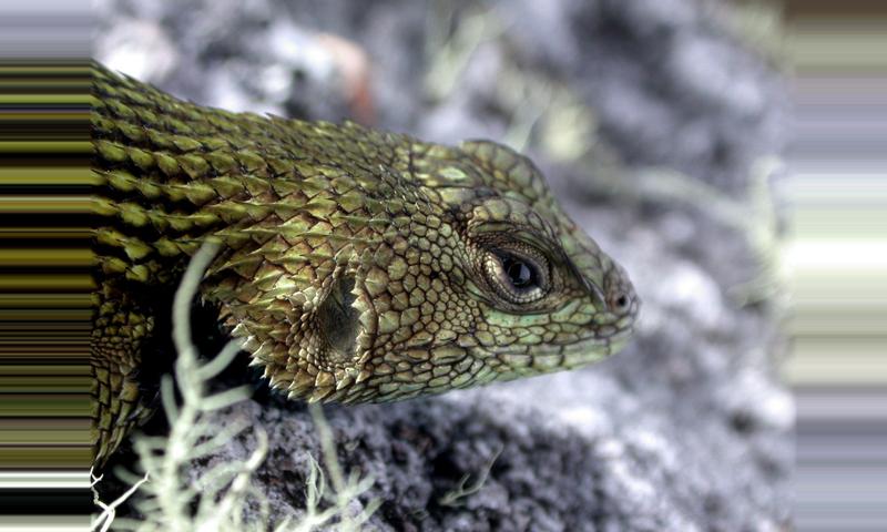 Spiny Green Lizard, Costa Rica