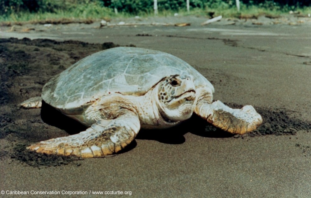 The Green Turtle (marine)