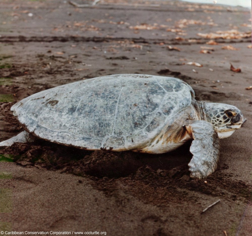 The Green Turtle (marine)