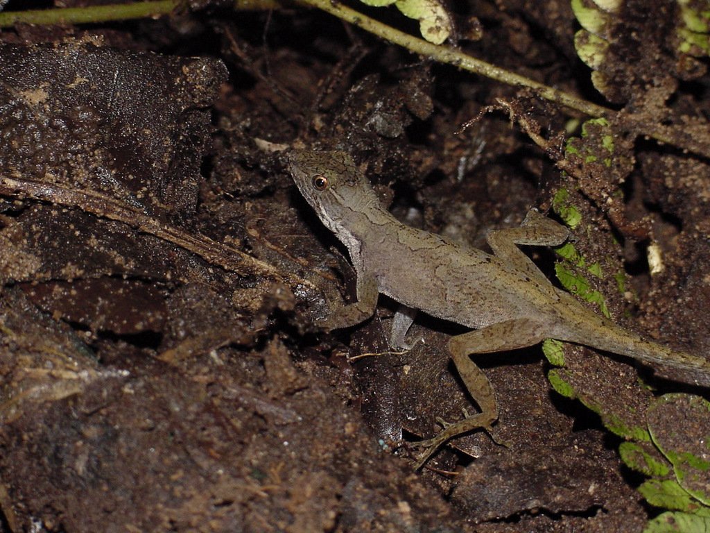 The Ground Anole (reptile)