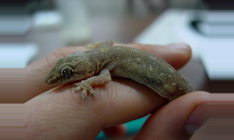 The House Gecko (reptile), Costa Rica