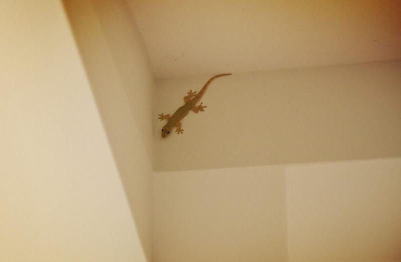 The House Gecko (reptile)